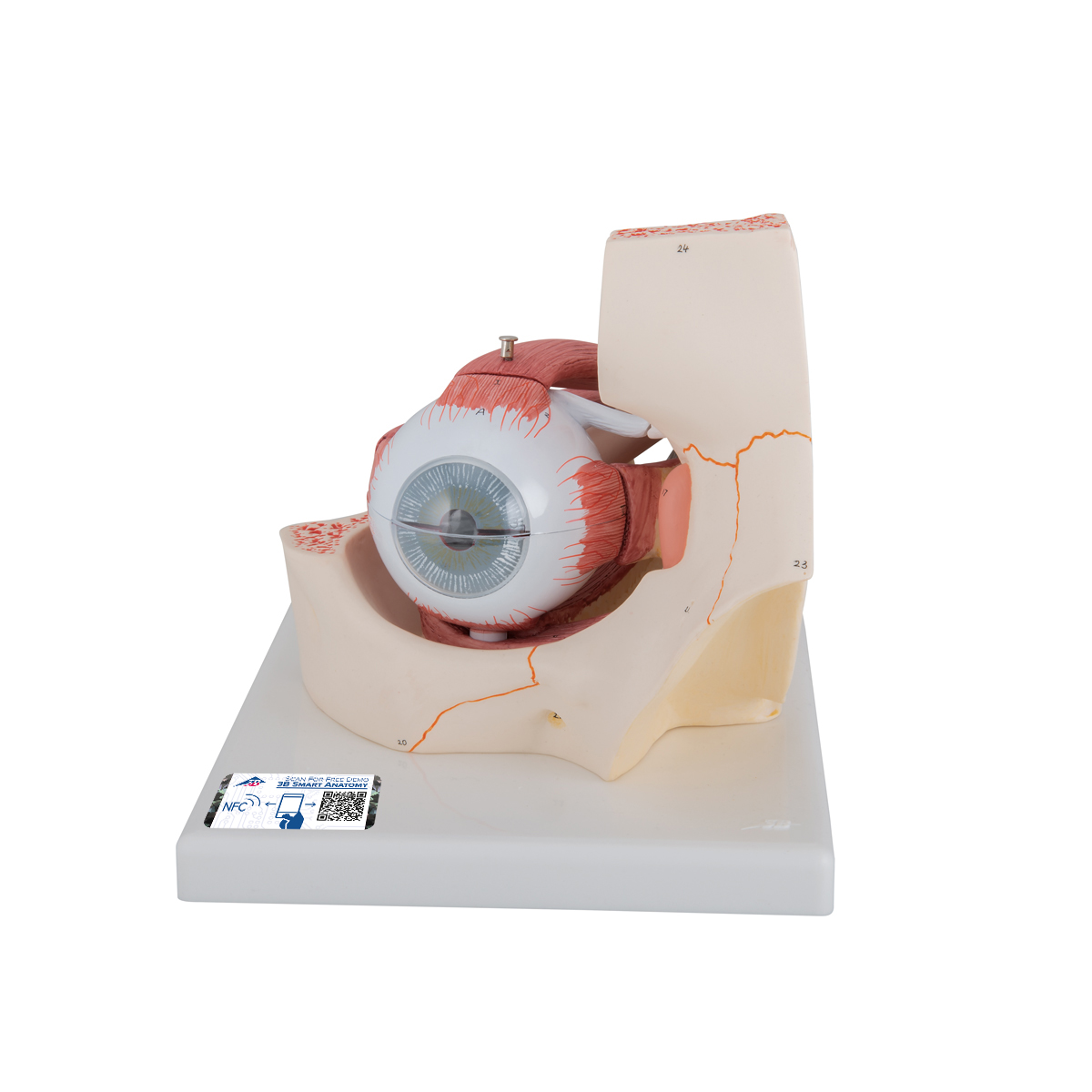 Human Eye Model, 3 times Full-Size, 7 part - 3B Smart Anatomy - SEM ...