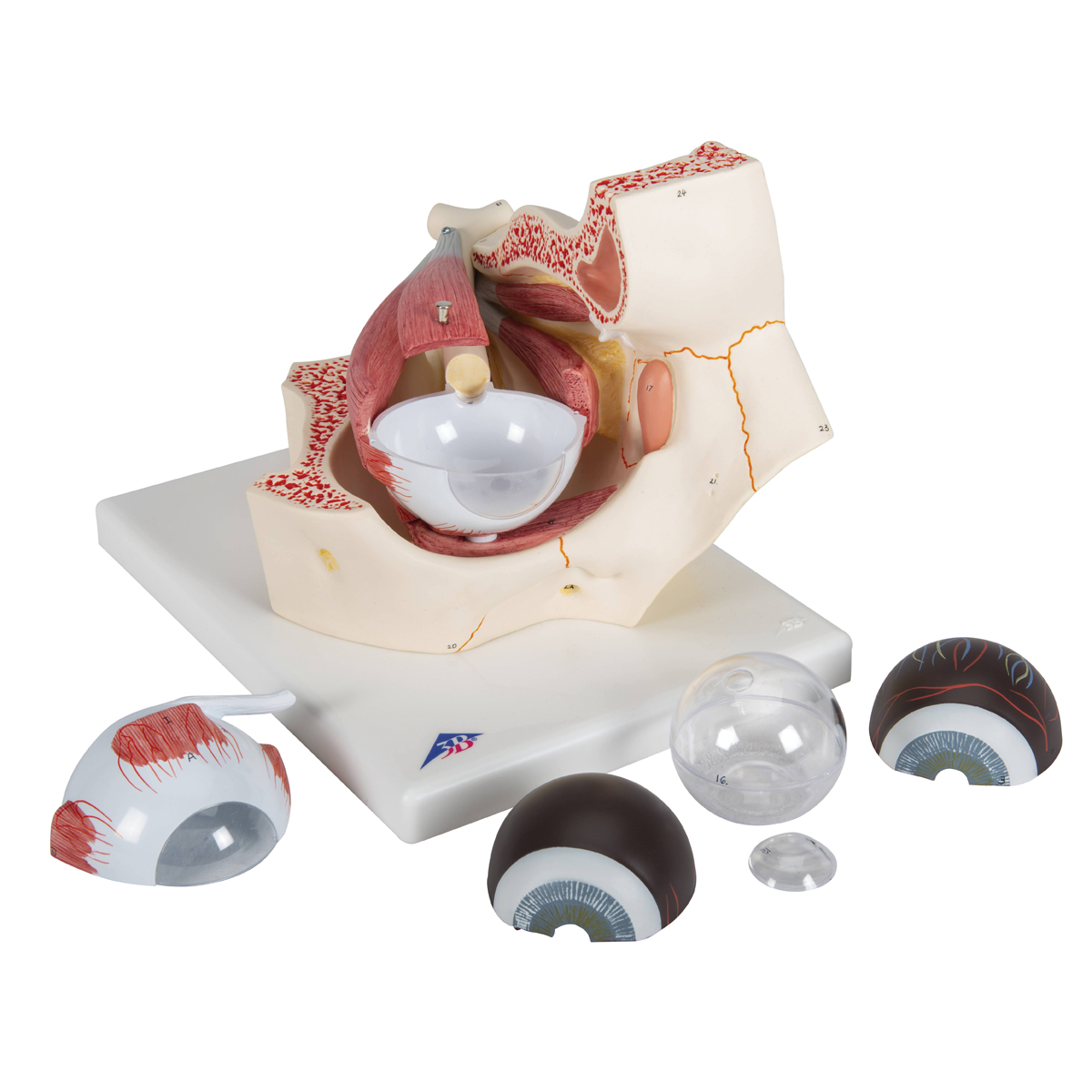 Human Eye Model, 3 times Full-Size, 7 part - 3B Smart Anatomy - SEM ...