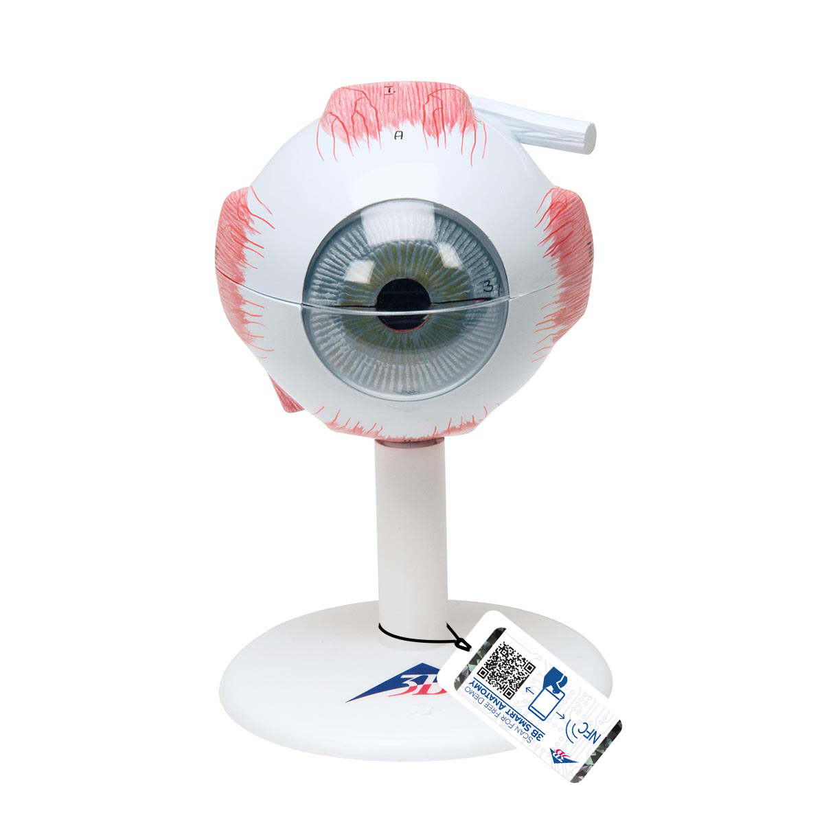 Human Eye Model, 3 times Full-Size, 6 part - 3B Smart Anatomy - SEM ...