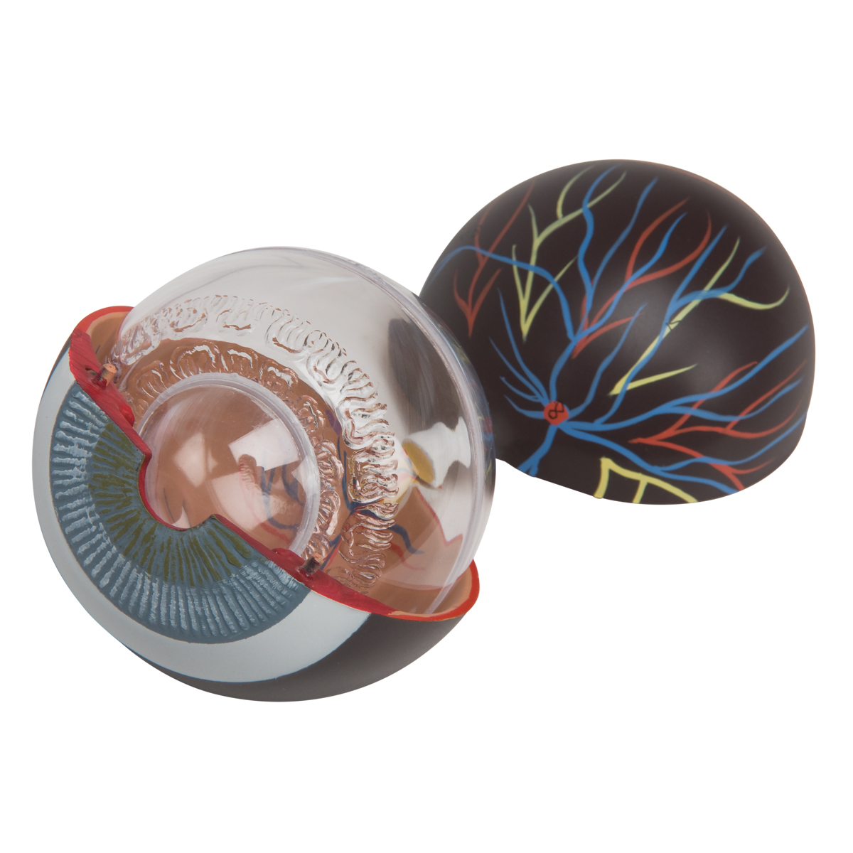 Human Eye Model, 3 times Full-Size, 6 part - 3B Smart Anatomy - SEM ...