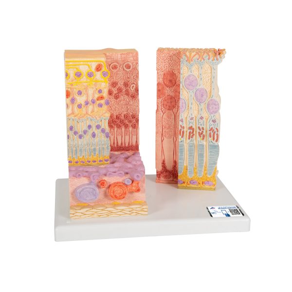 Physical Eye Model - SEM Trainers