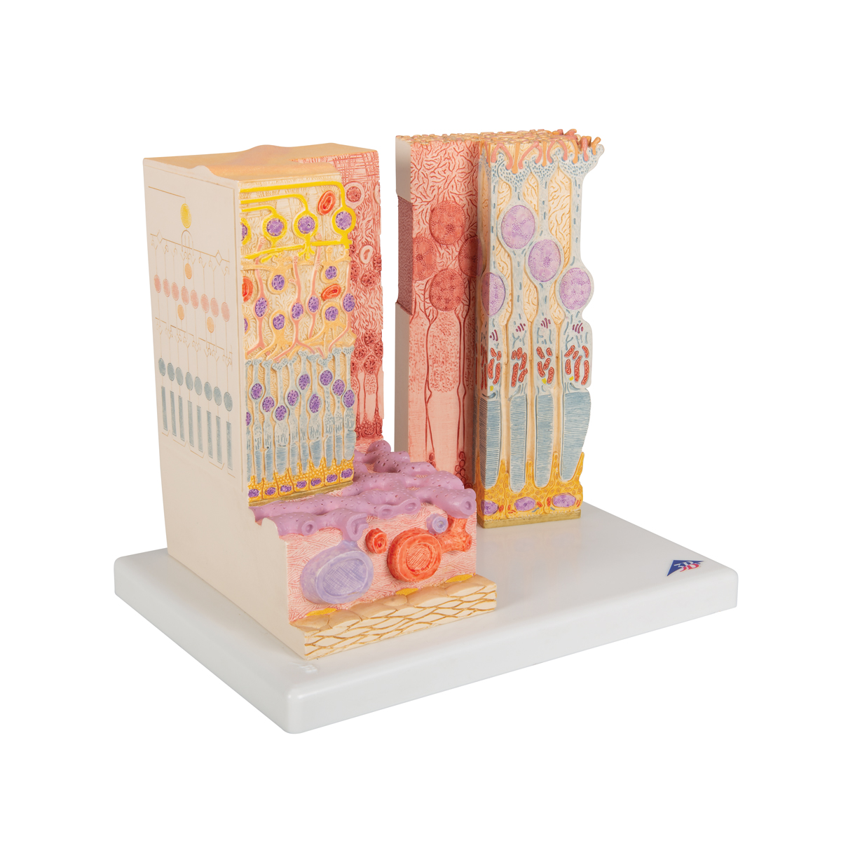 3B MICROanatomy™ Human Eye Model - 3B Smart Anatomy - SEM Trainers