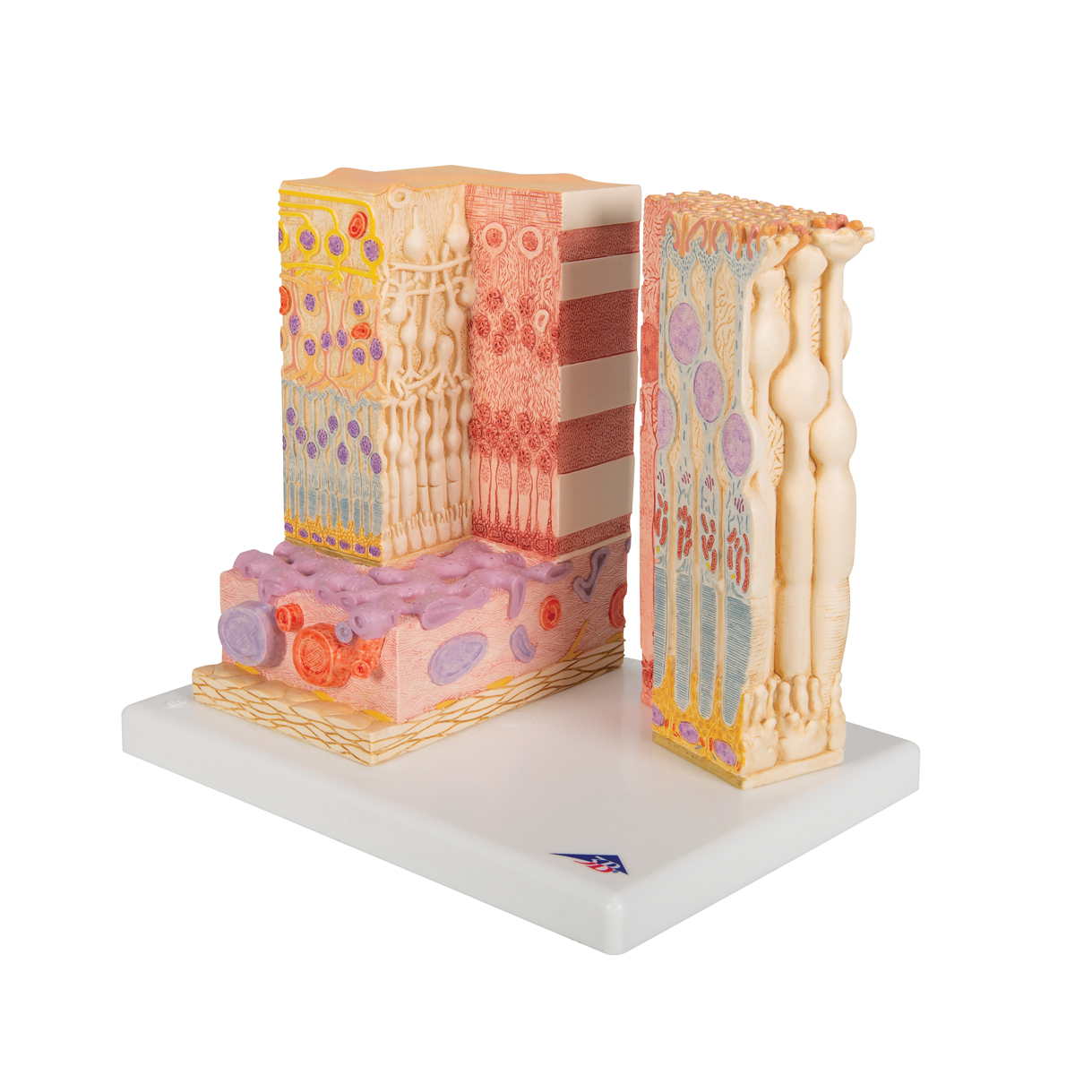 3B MICROanatomy™ Human Eye Model - 3B Smart Anatomy - SEM Trainers