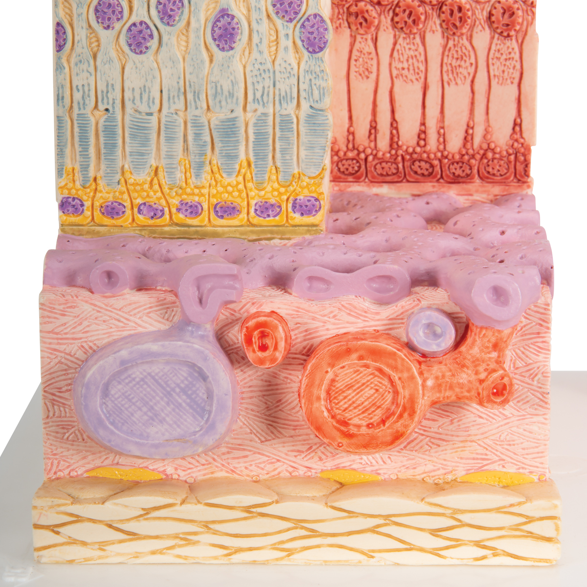 3B MICROanatomy™ Human Eye Model - 3B Smart Anatomy - SEM Trainers