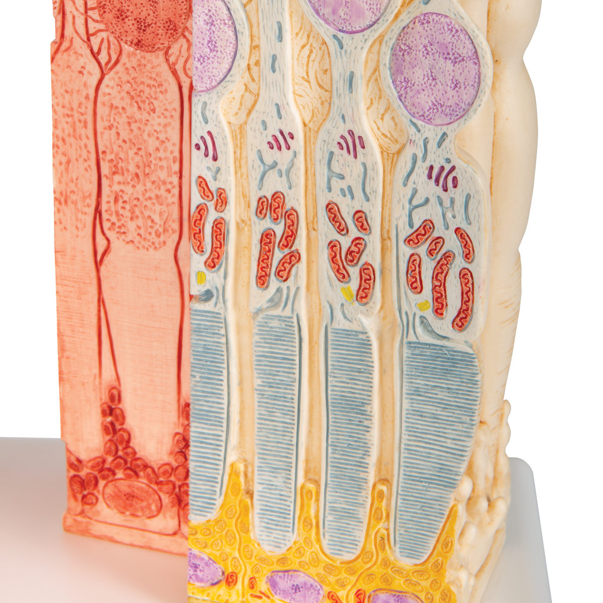 3B MICROanatomy™ Human Eye Model - 3B Smart Anatomy - SEM Trainers