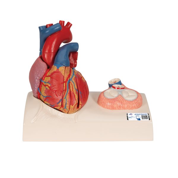 3-Mini Heart Model Set - SEM Trainers
