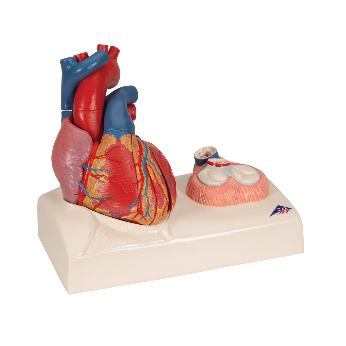 Life-Size Human Heart Model, 5 parts with Representation of Systole ...