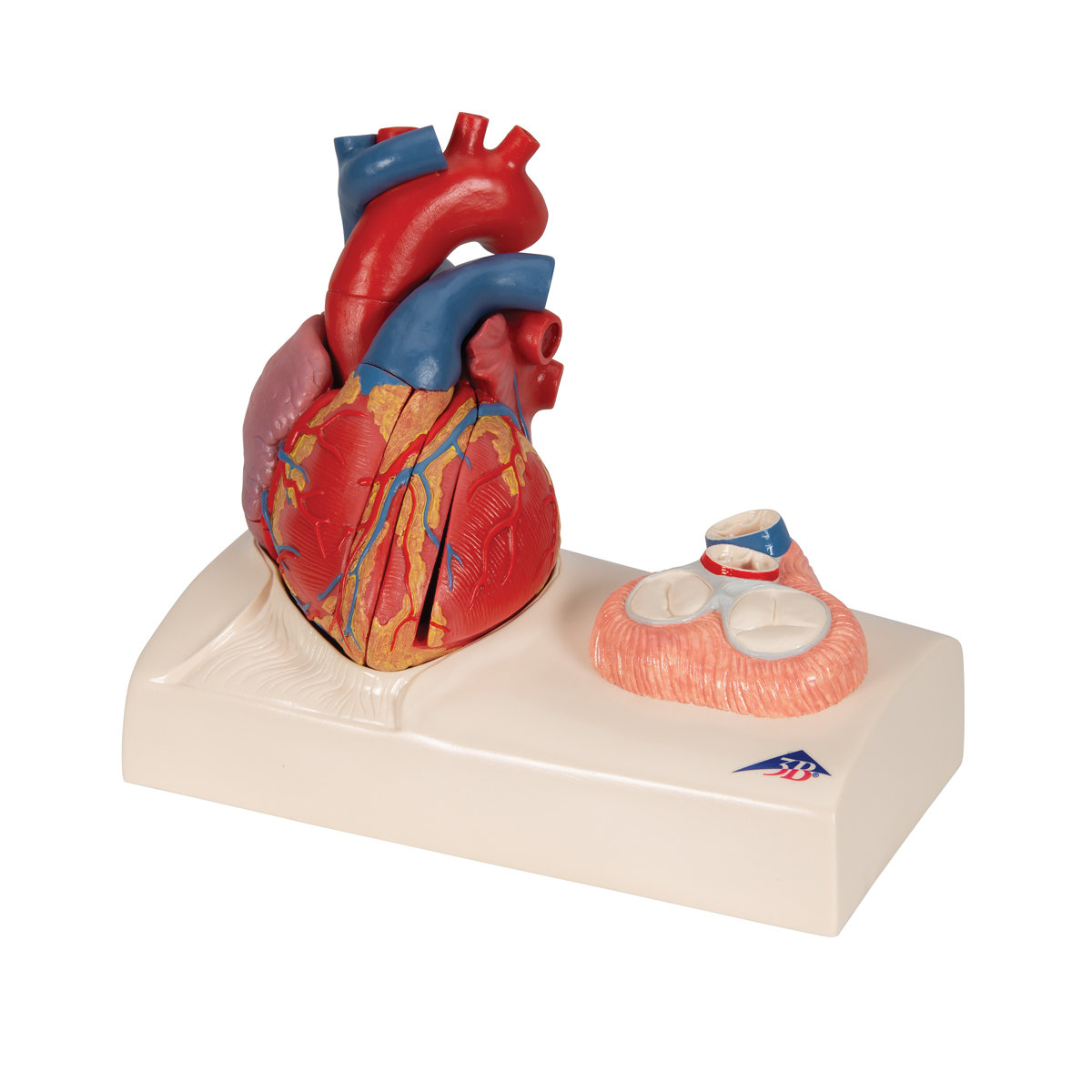 Life-Size Human Heart Model, 5 parts with Representation of Systole ...
