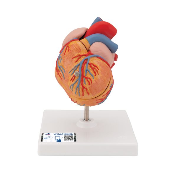 Human Circulatory System Model - 3B Smart Anatomy - SEM Trainers