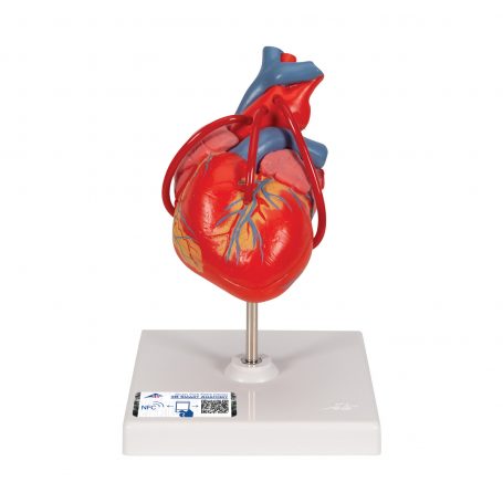 Human Heart Models Archives - SEM Trainers