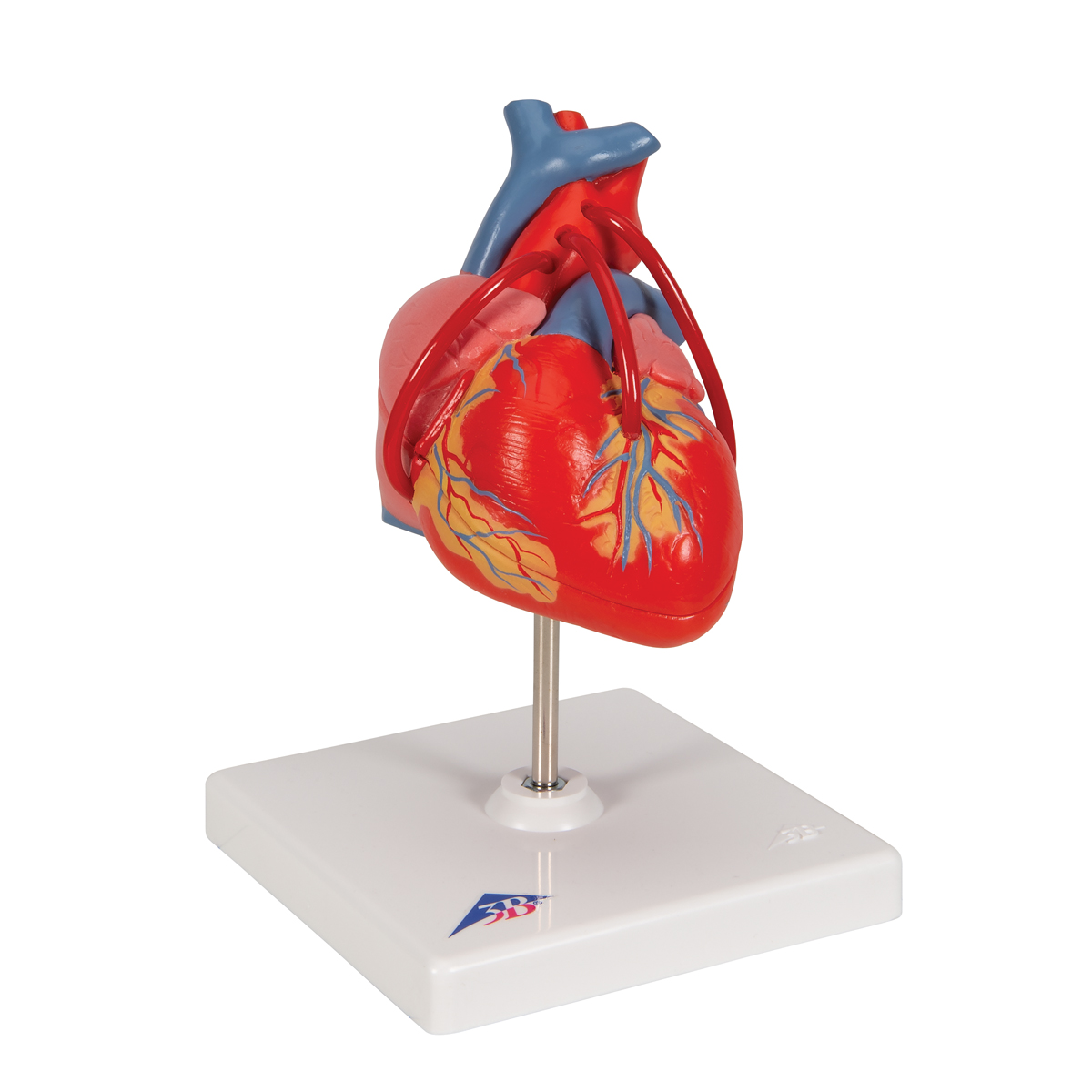 Classic Human Heart Model with Bypass, 2 part - 3B Smart Anatomy - SEM ...