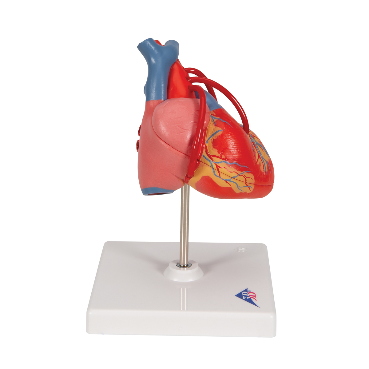Classic Human Heart Model with Bypass, 2 part - 3B Smart Anatomy - SEM ...