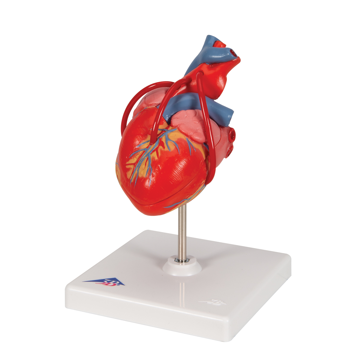 Classic Human Heart Model with Bypass, 2 part - 3B Smart Anatomy - SEM ...