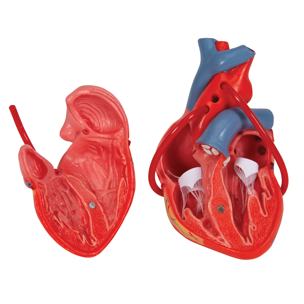 Classic Human Heart Model with Bypass, 2 part - 3B Smart Anatomy - SEM ...