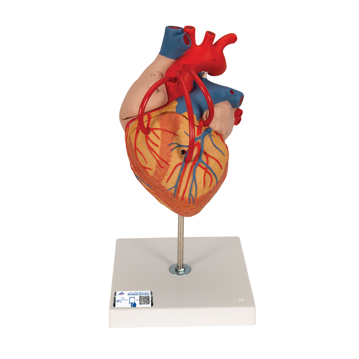Human Heart Model with Bypass, 2 times Life-Size, 4 part - 3B Smart ...