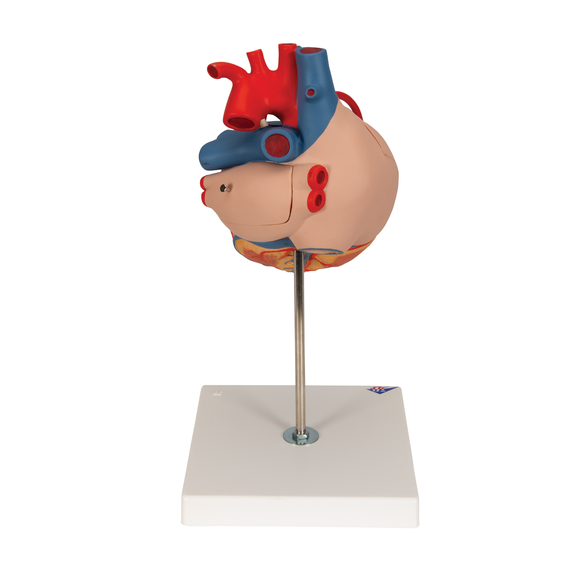 Human Heart Model with Bypass, 2 times Life-Size, 4 part - 3B Smart ...