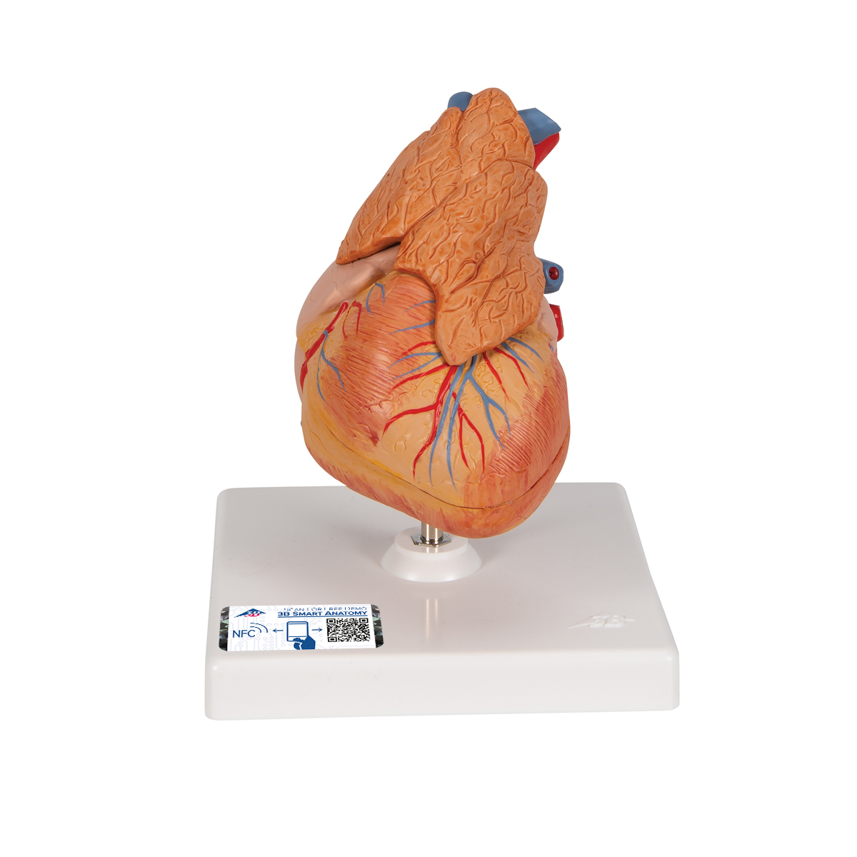 Classic Human Heart Model with Thymus, 3 part - 3B Smart Anatomy - SEM ...