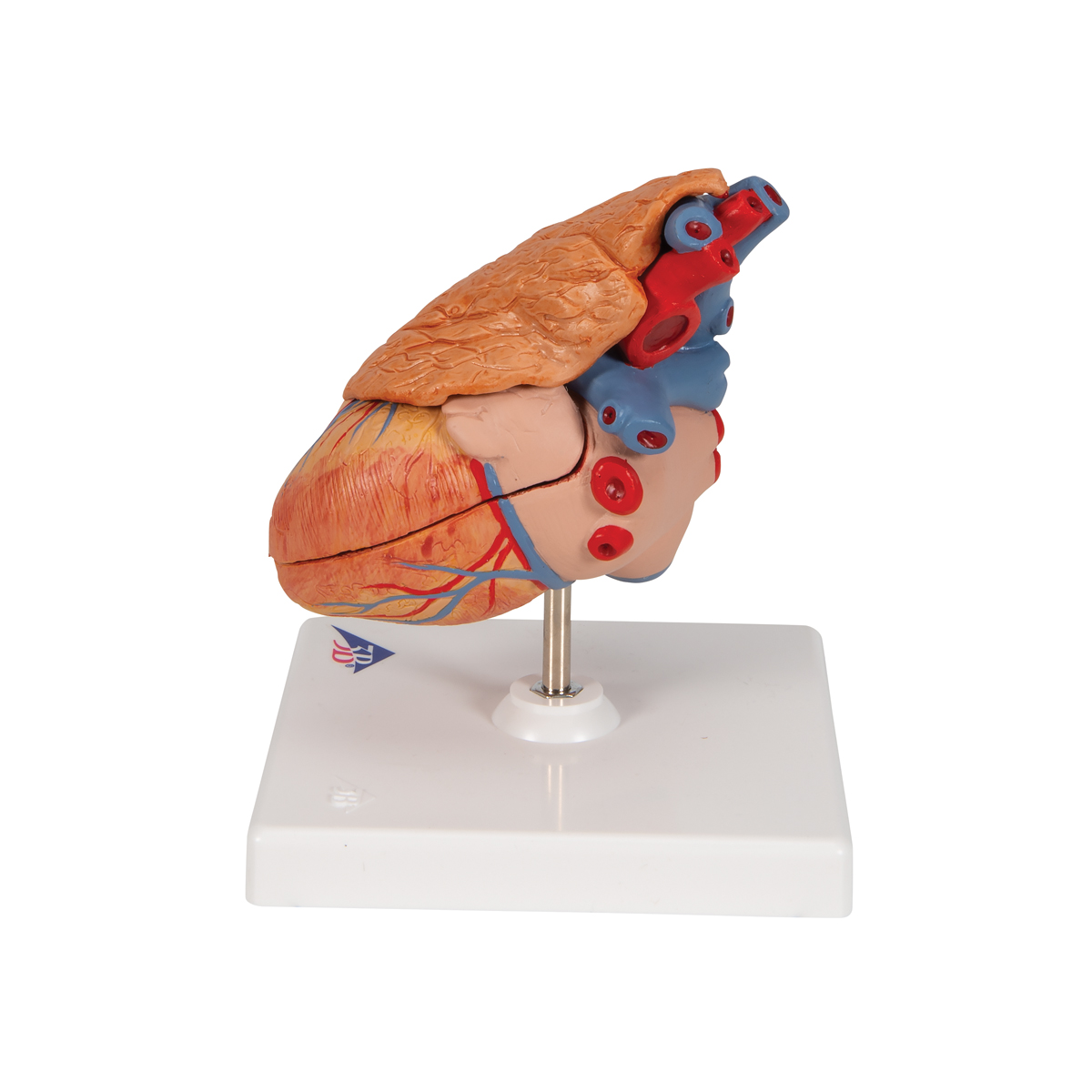 Classic Human Heart Model with Thymus, 3 part - 3B Smart Anatomy - SEM ...