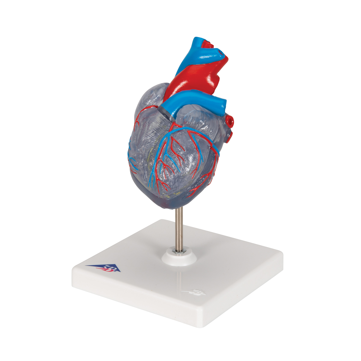 Classic Human Heart Model with Conducting System, 2 part - 3B Smart ...