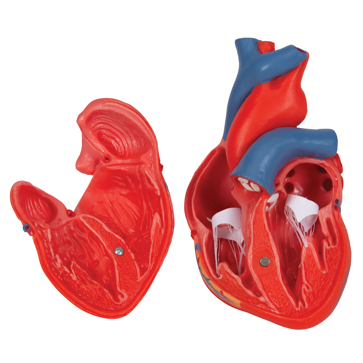 Classic Human Heart Model, 2 part - 3B Smart Anatomy - SEM Trainers