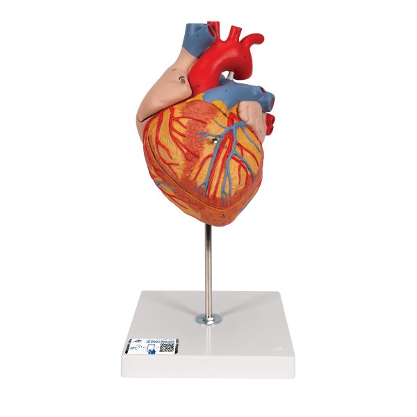 3-Mini Heart Model Set - SEM Trainers