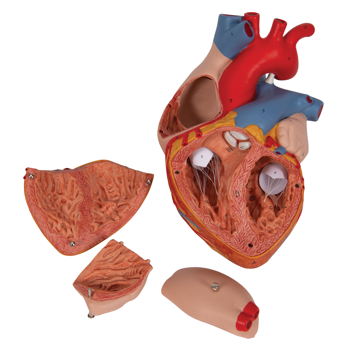 Human Heart Model, 2-times Life-Size, 4 part - 3B Smart Anatomy - SEM ...