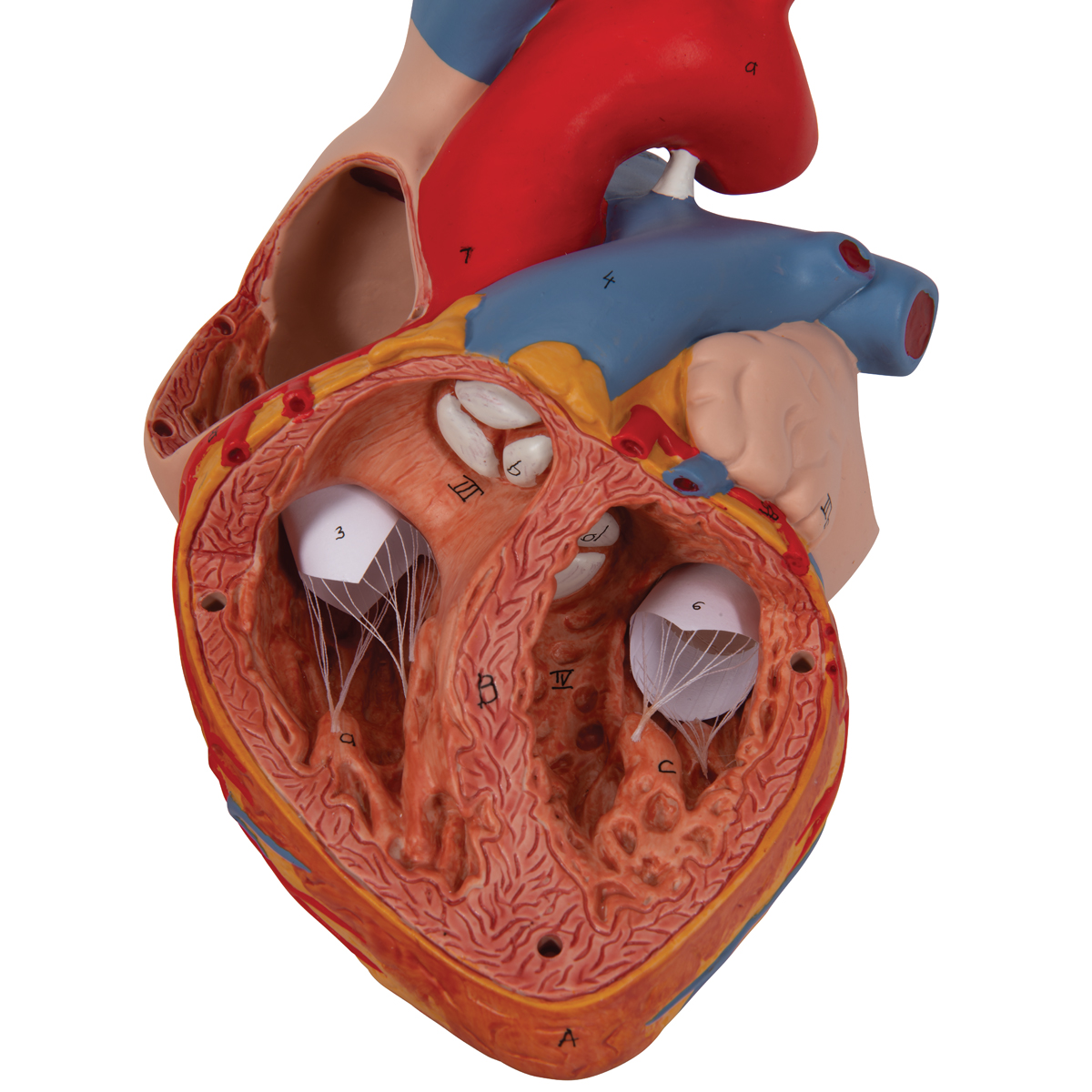 Human Heart Model, 2-times Life-Size, 4 part - 3B Smart Anatomy - SEM ...