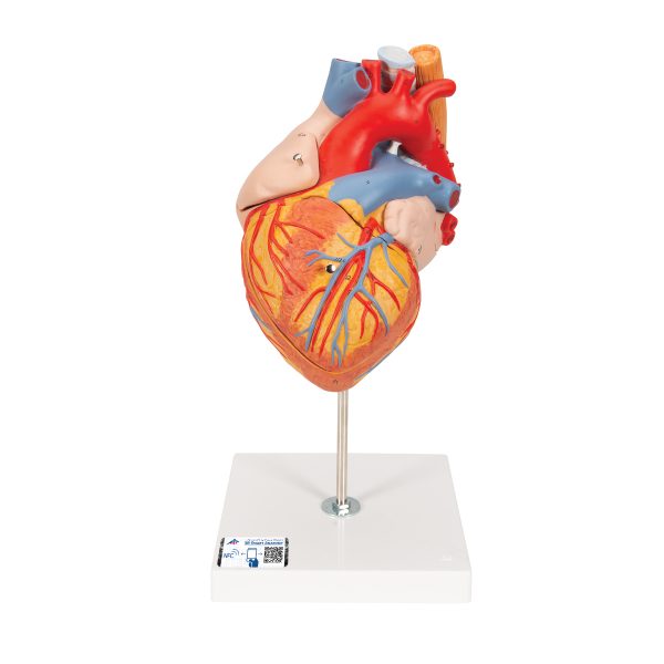 3-Mini Heart Model Set - SEM Trainers