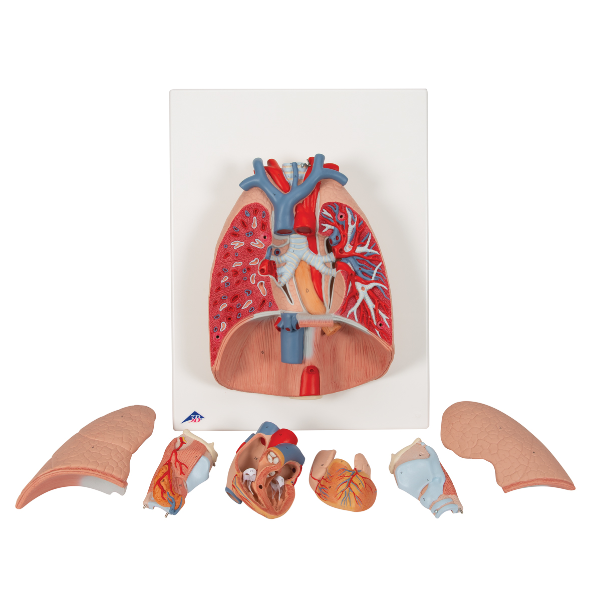 Human Lung Model with Larynx, 7 part - 3B Smart Anatomy - SEM Trainers