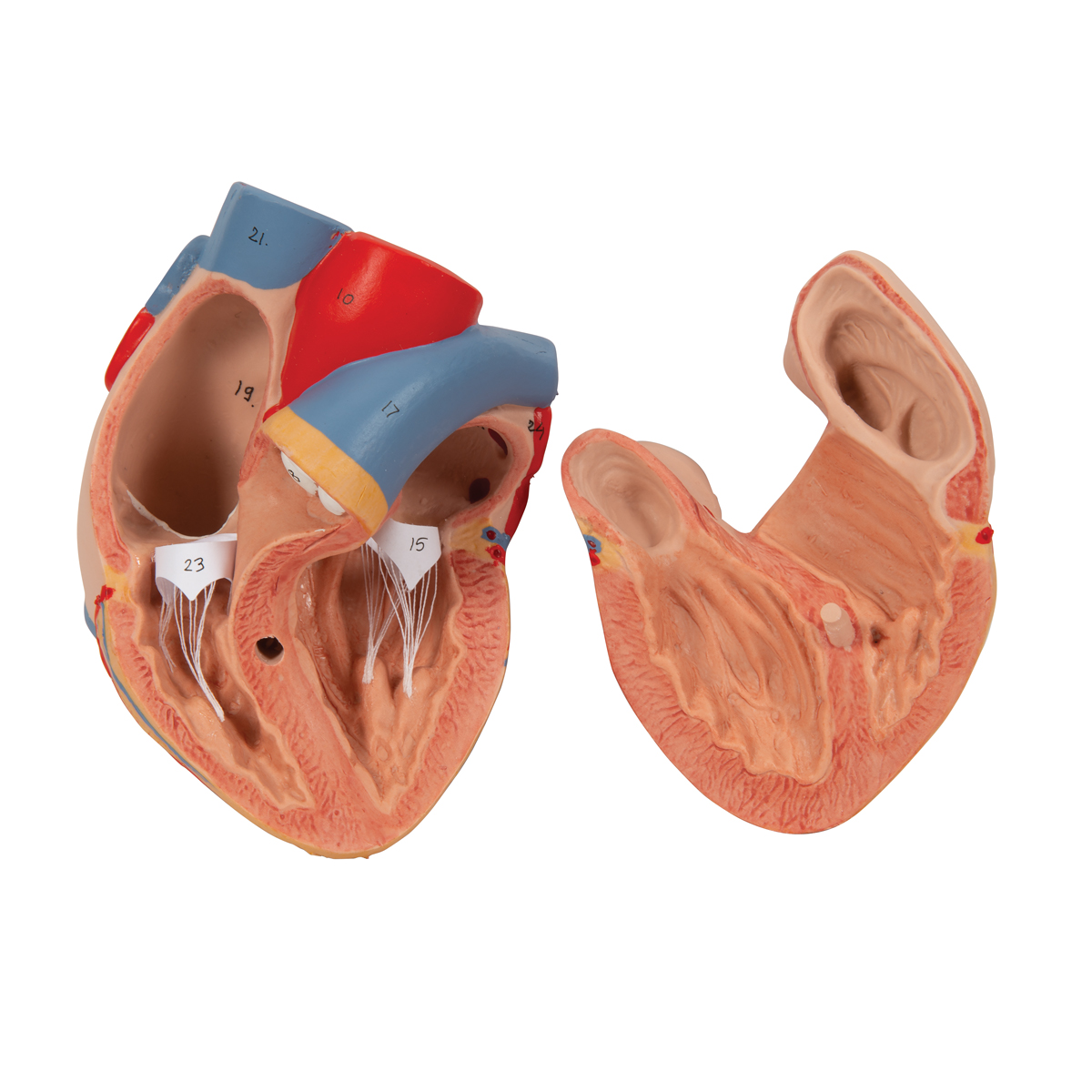 Human Lung Model with Larynx, 7 part - 3B Smart Anatomy - SEM Trainers