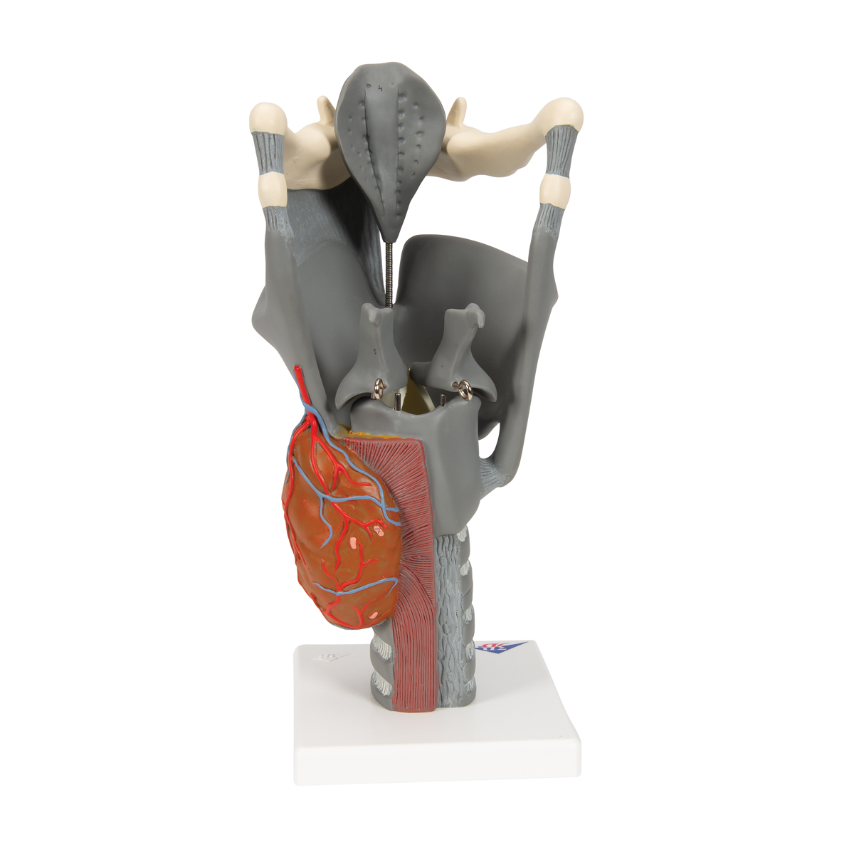 Functional Larynx Model, 2.5 times Full-Size - 3B Smart Anatomy - SEM ...