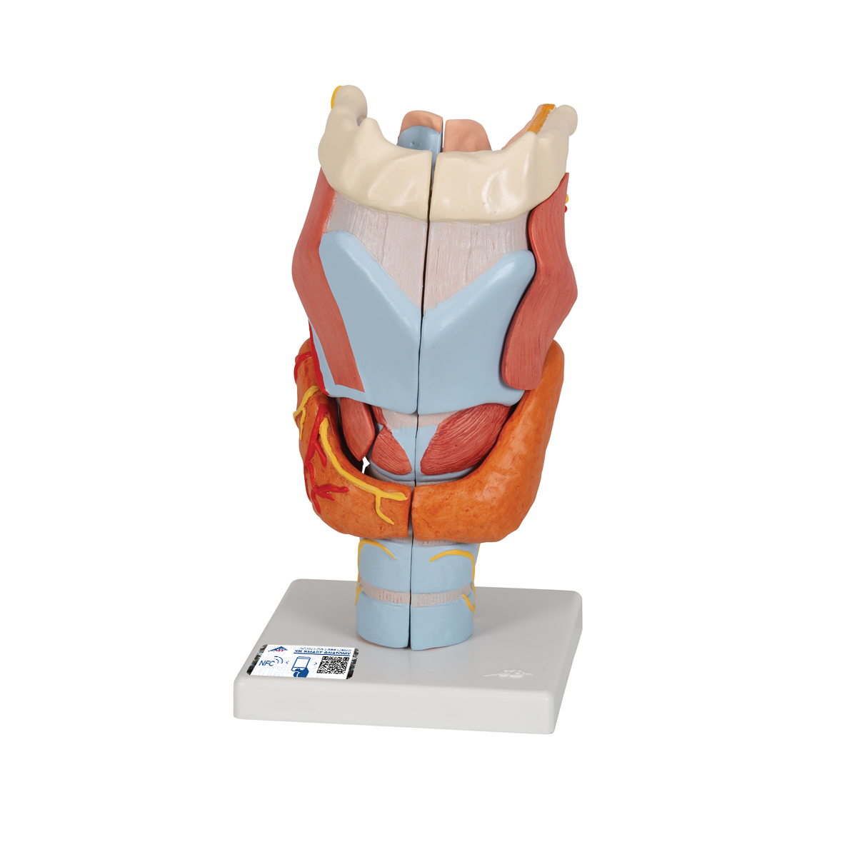 Human Larynx Model, 2 times Full-Size, 7 part - 3B Smart Anatomy - SEM ...