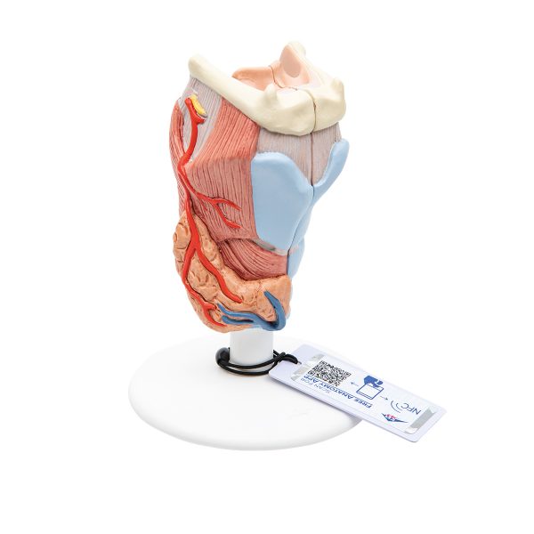 Human Nose Model with Paranasal Sinuses, 5 part - 3B Smart Anatomy ...