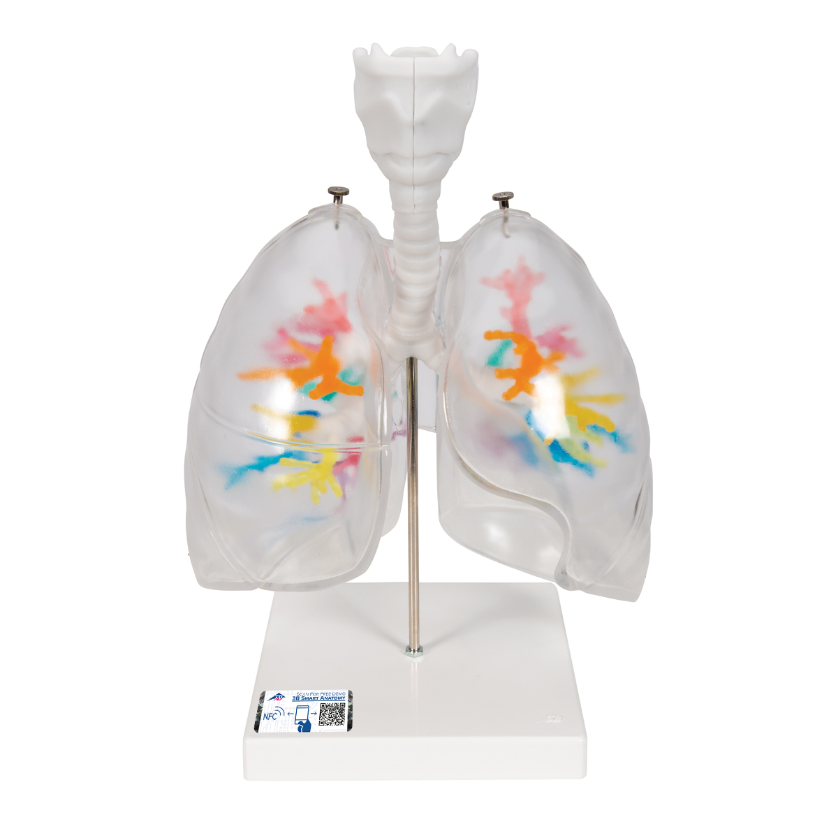 CT Bronchial Tree Model with Larynx & Transparent Lungs - 3B Smart ...