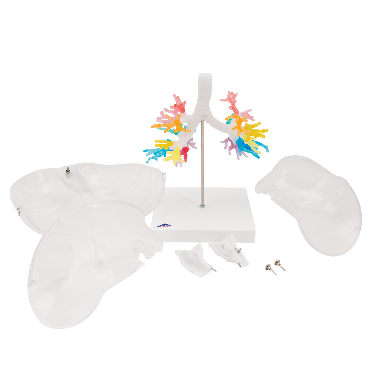 CT Bronchial Tree Model with Larynx & Transparent Lungs - 3B Smart ...