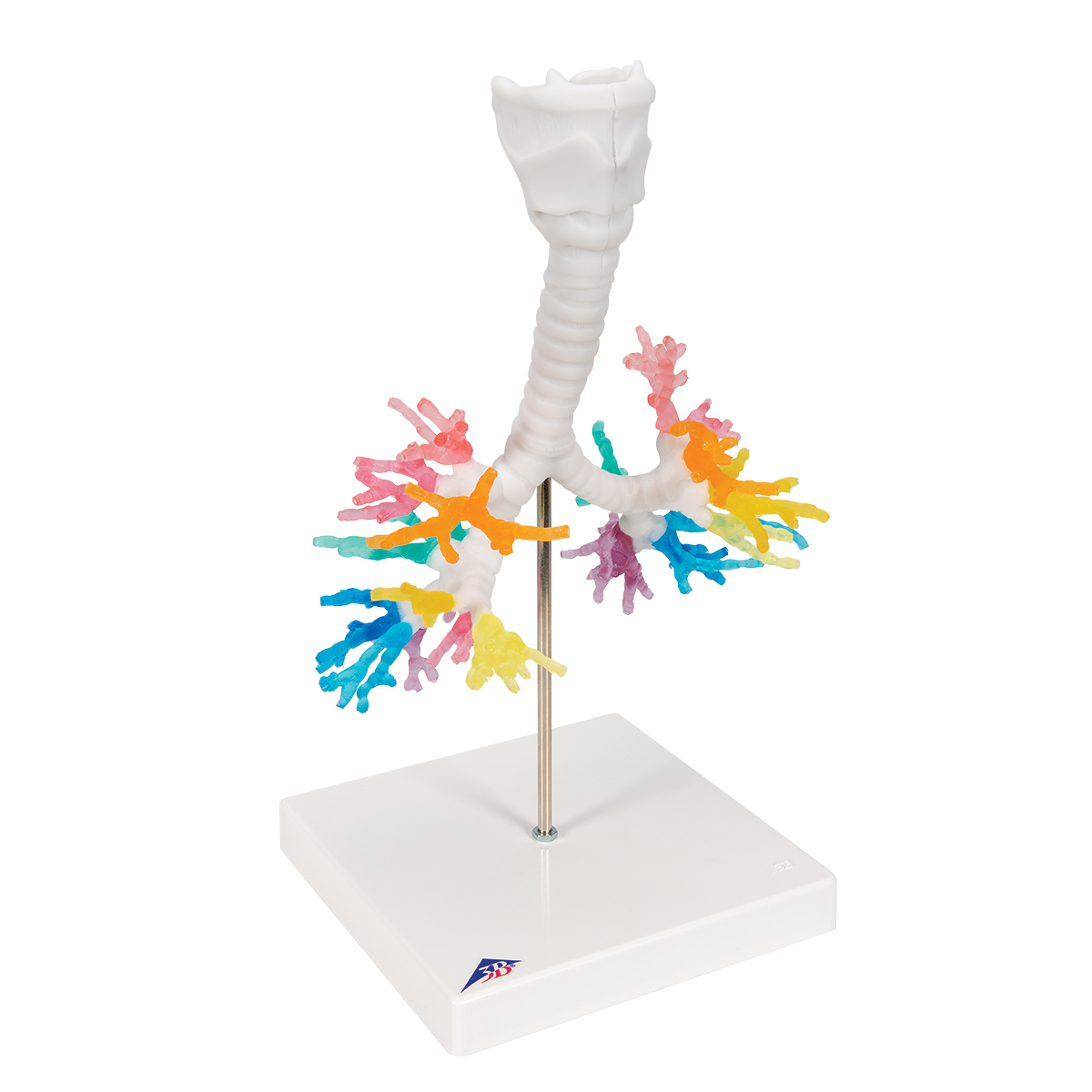 CT Bronchial Tree Model with Larynx - 3B Smart Anatomy - SEM Trainers