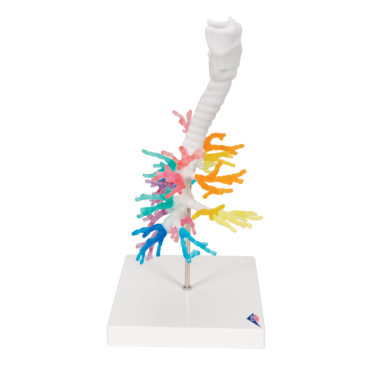 CT Bronchial Tree Model with Larynx - 3B Smart Anatomy - SEM Trainers