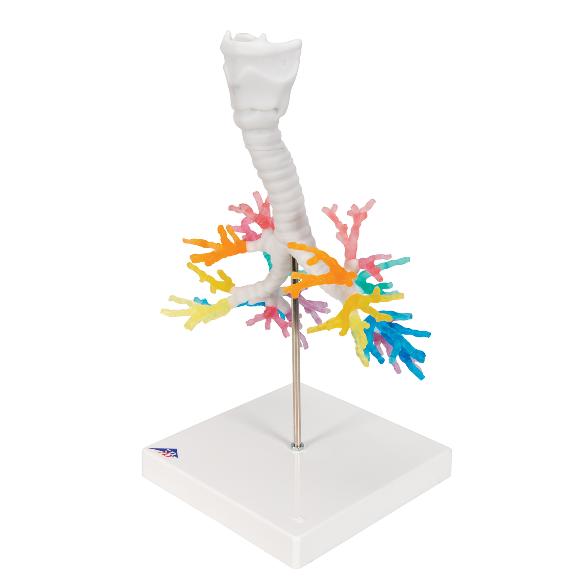 CT Bronchial Tree Model with Larynx - 3B Smart Anatomy - SEM Trainers