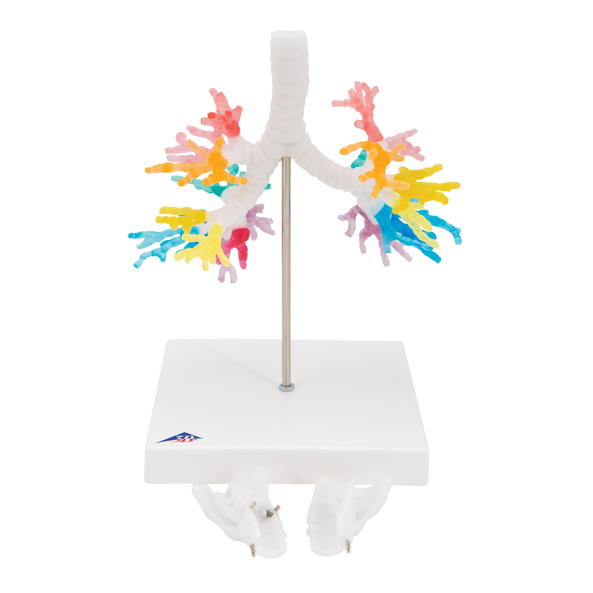 CT Bronchial Tree Model with Larynx - 3B Smart Anatomy - SEM Trainers