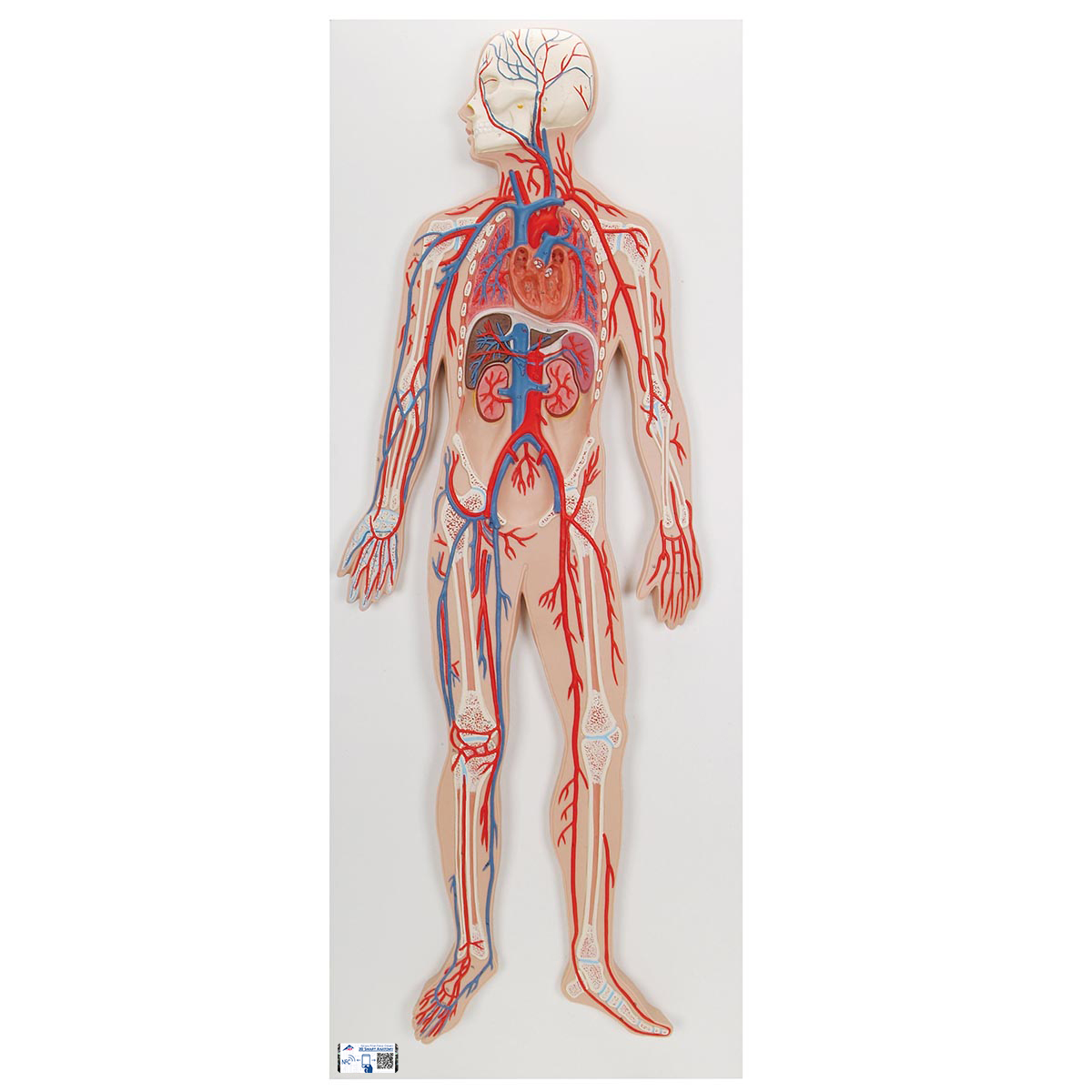 Human Circulatory System Model - 3B Smart Anatomy - SEM Trainers
