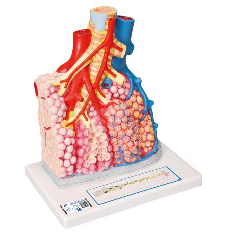 Segmented Lung Model - 3B Smart Anatomy - SEM Trainers