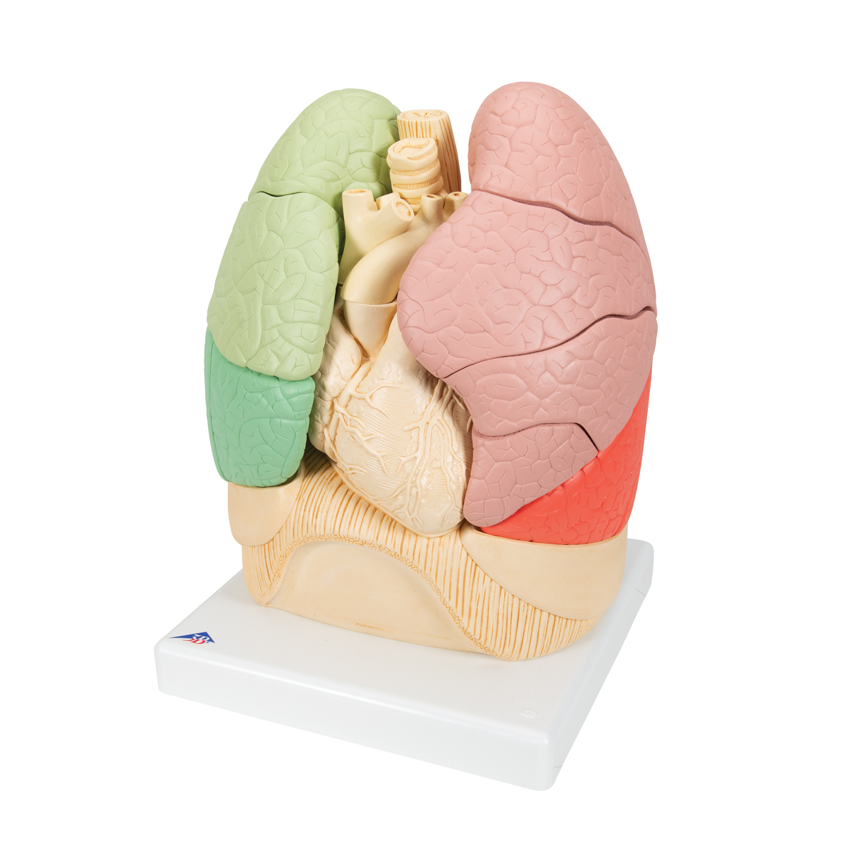 Segmented Lung Model - 3B Smart Anatomy - SEM Trainers