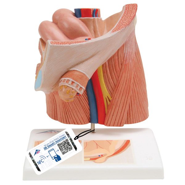 Male Pelvis Model in Median Section, 2 part - 3B Smart Anatomy - SEM ...