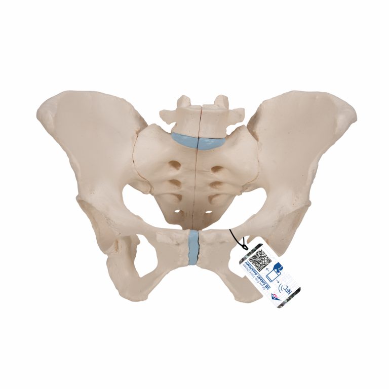 Inguinal Hernia Urology Model - 3B Smart Anatomy - SEM Trainers