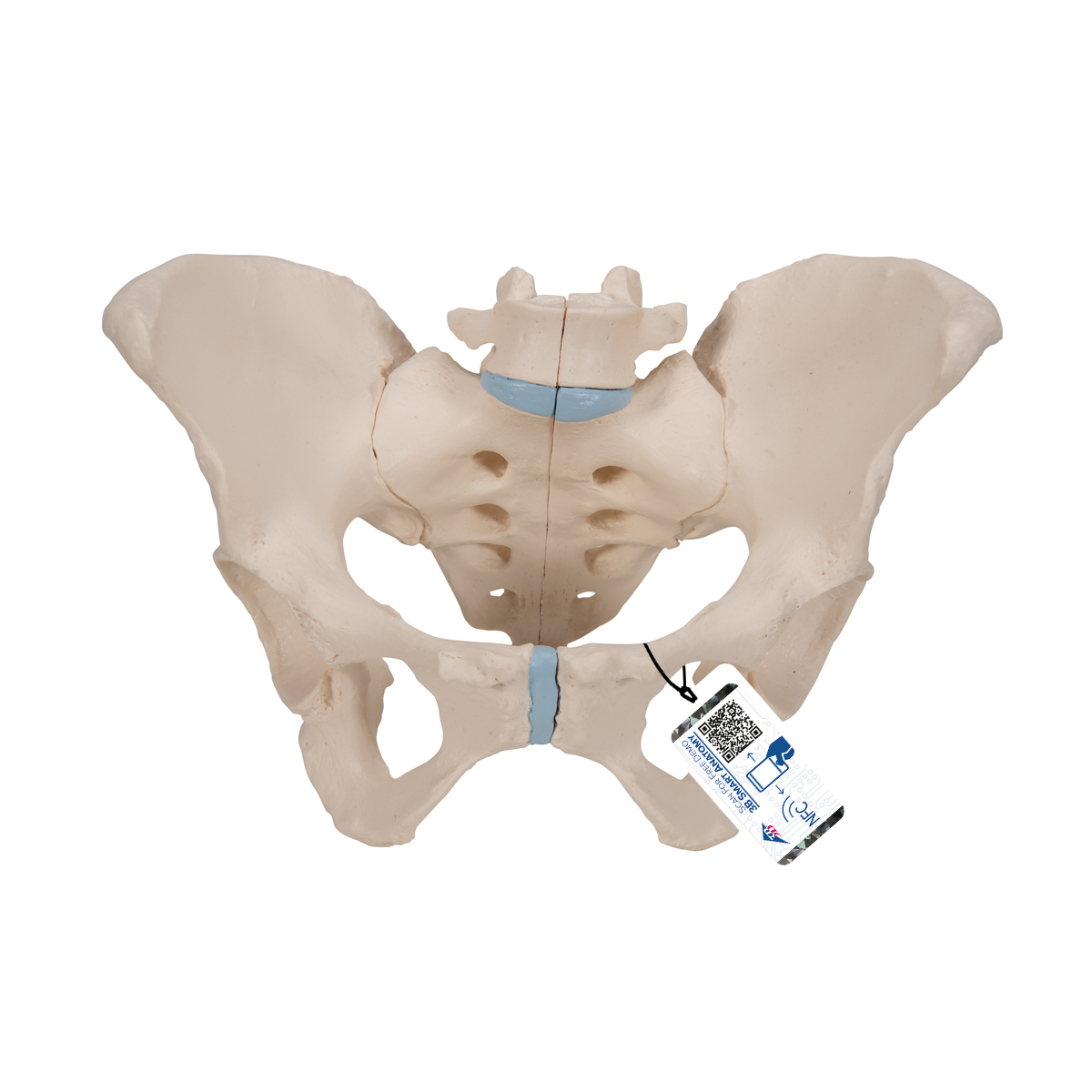 Female Pelvis Skeleton Model, 3 part - 3B Smart Anatomy - SEM Trainers