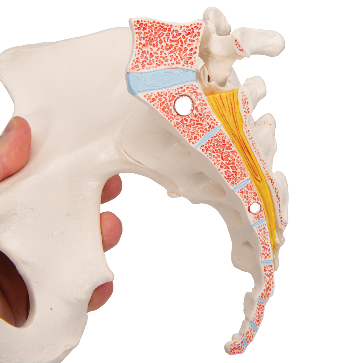 Female Pelvis Skeleton Model, 3 part - 3B Smart Anatomy - SEM Trainers