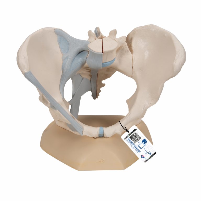 Genital and Pelvis Models Archives - SEM Trainers