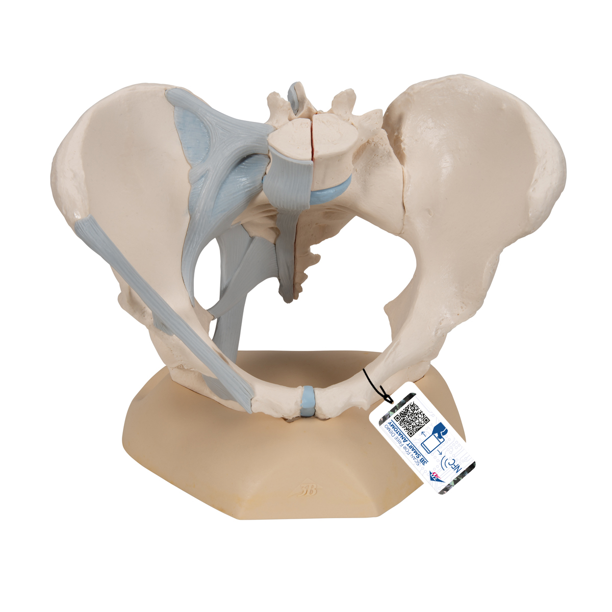 Female Pelvis Skeleton Model with Ligaments, 3 part - 3B Smart Anatomy ...
