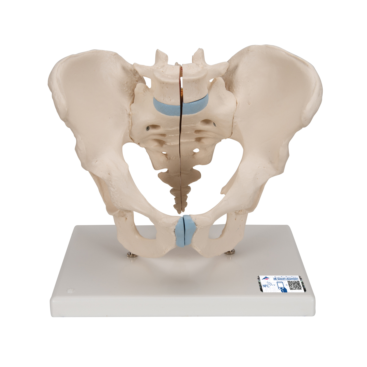 Male Pelvis Skeleton Model, 3 part - 3B Smart Anatomy - SEM Trainers