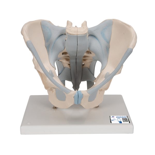 Anatomy Set Pelvis - SEM Trainers